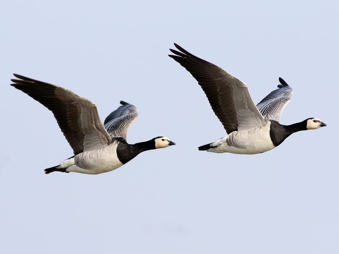 Collective Nouns for Geese: What's the Official Terms? | Birdfact
