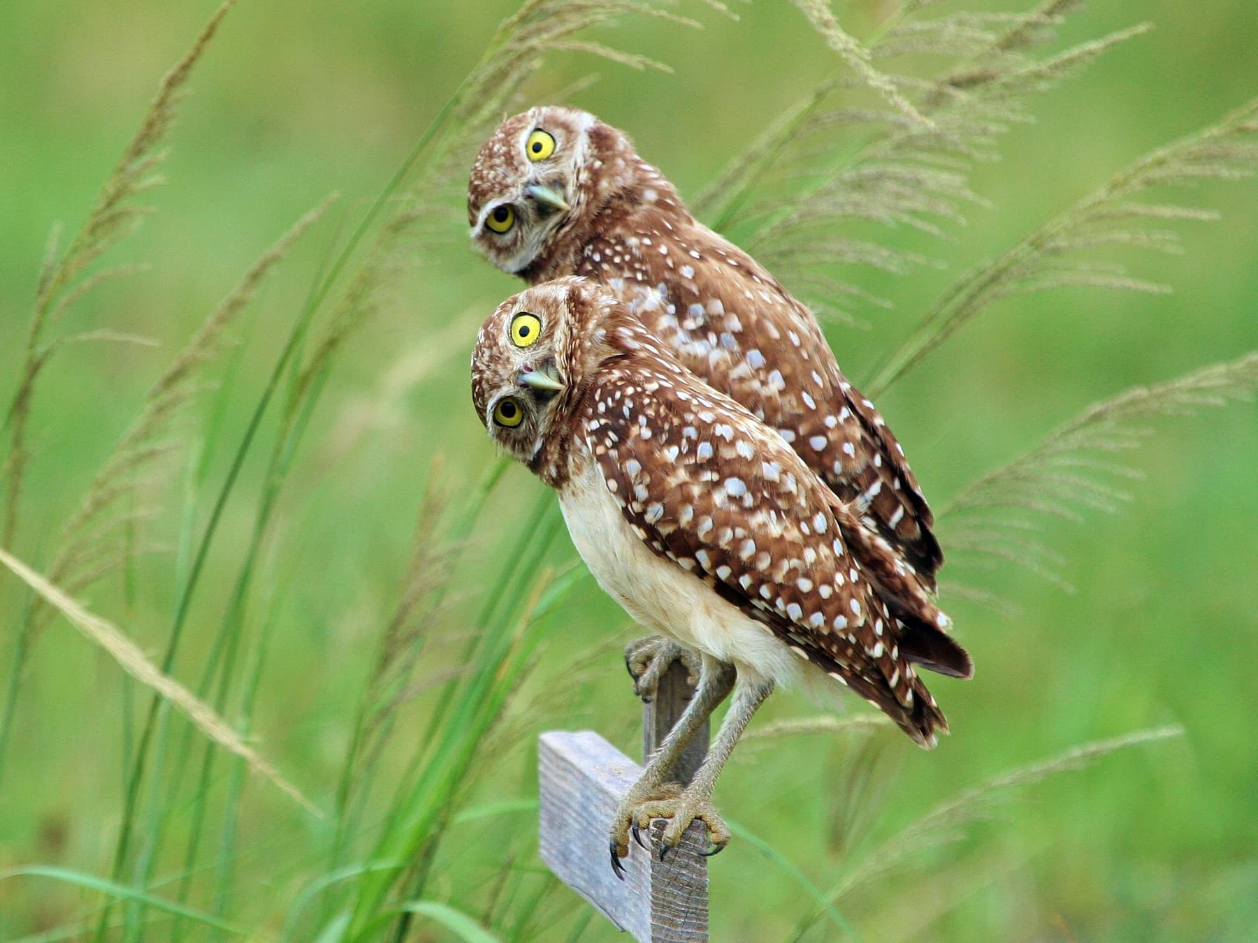 Burrowing Owl | Birdfact
