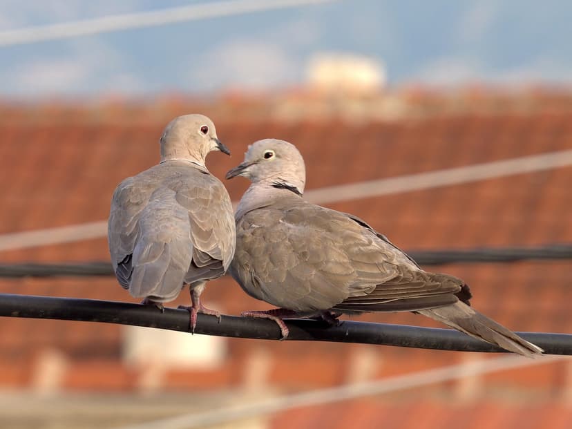 Eurasian Collared Dove | Birdfact