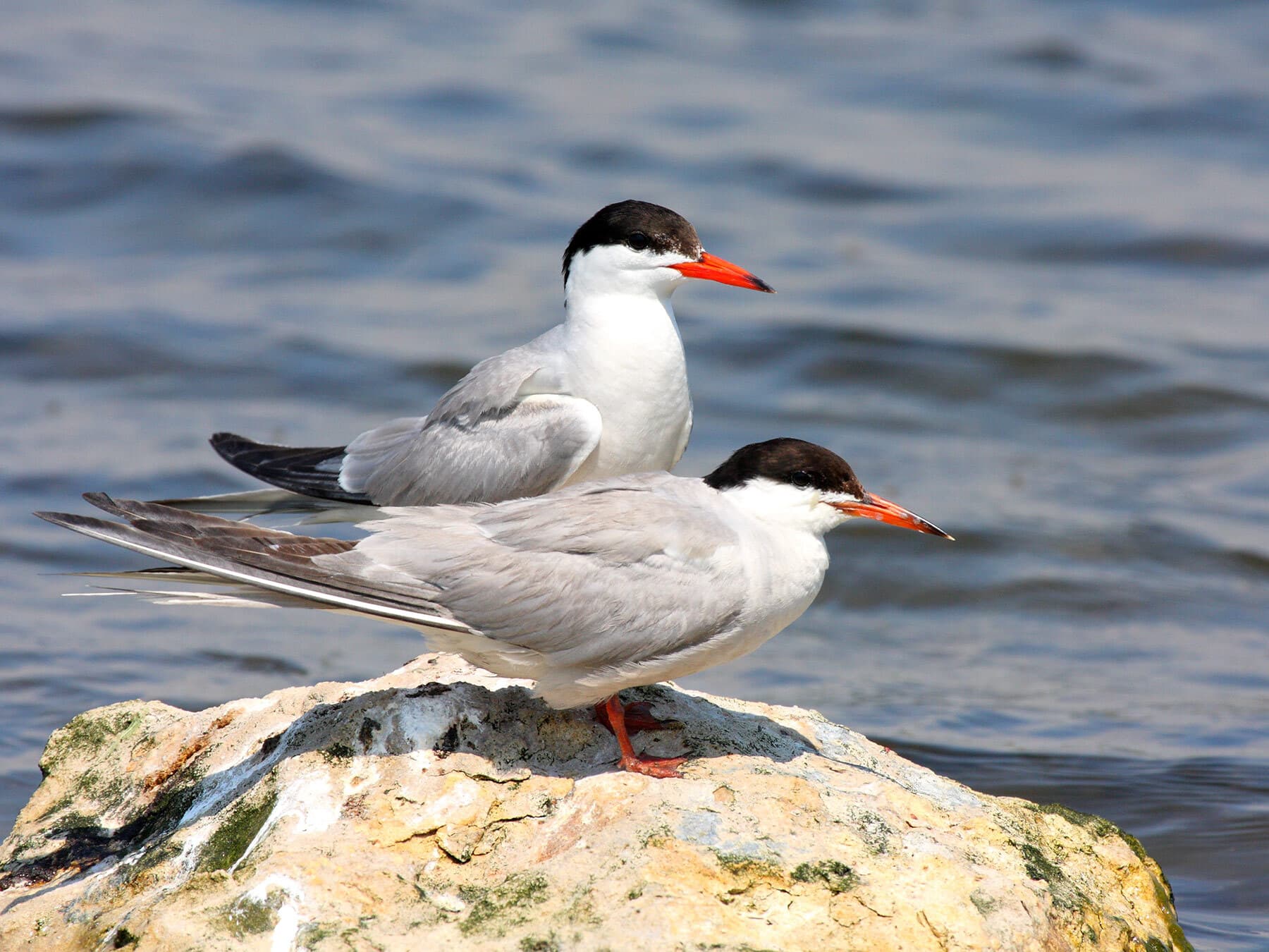 Common Tern | Birdfact