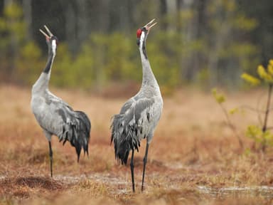 Common Crane | Birdfact