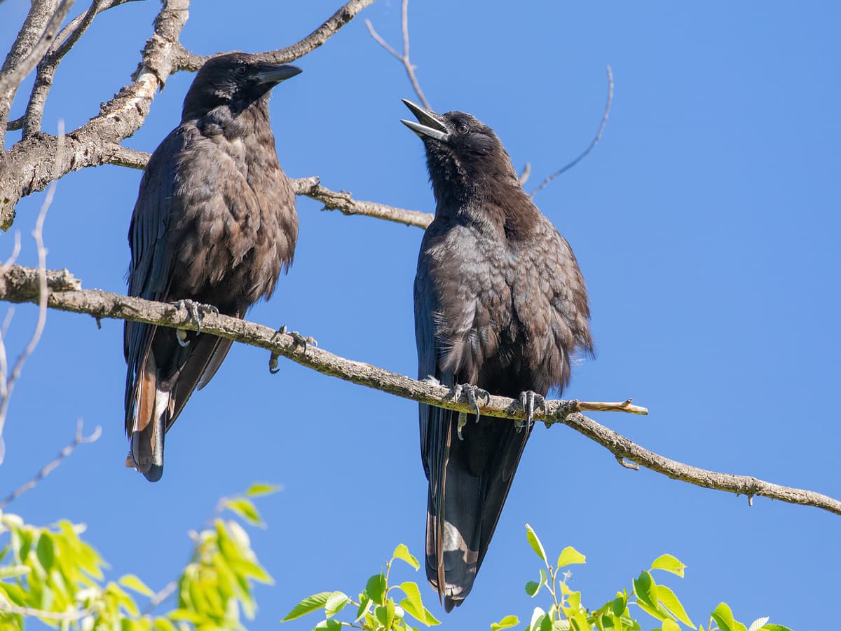 Crow Nesting (Behavior, Location, Eggs + FAQs) | Birdfact