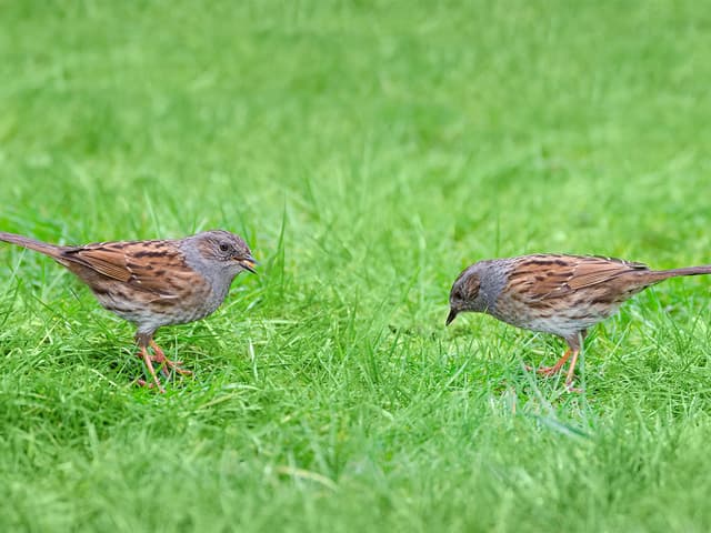 Dunnock Nesting: A Complete Guide | Birdfact
