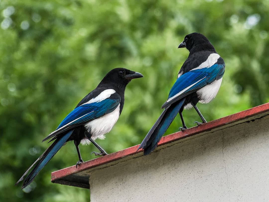 Magpie | Birdfact
