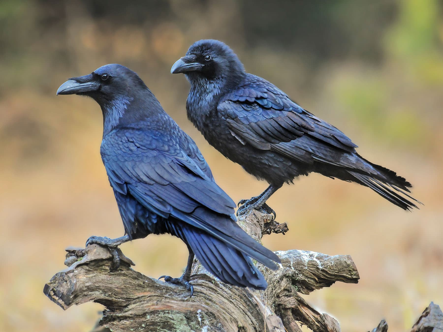 What Do Ravens Eat? (Common Raven Diet) | Birdfact