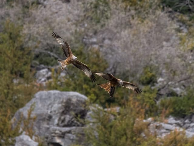 Where Do Red Kites Live? (Habitat + Distribution) | Birdfact