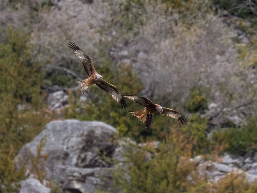Where Do Red Kites Live? (Habitat + Distribution) | Birdfact