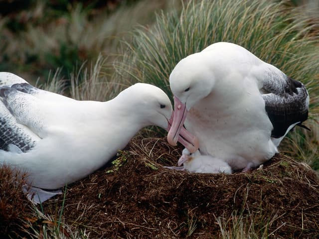 Southern Royal Albatross | Birdfact