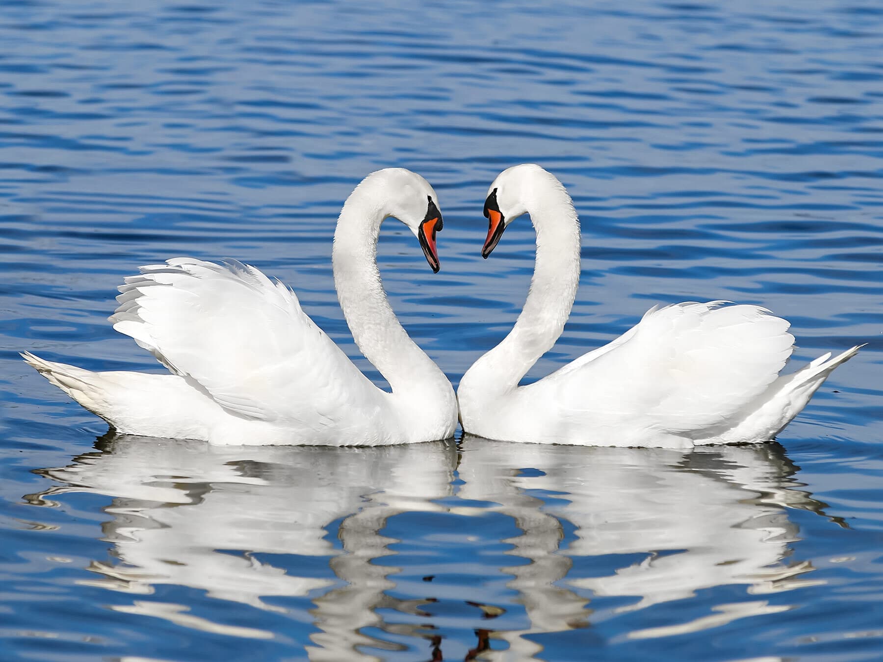 What is a Group of Swans Called? (Complete Guide) | Birdfact