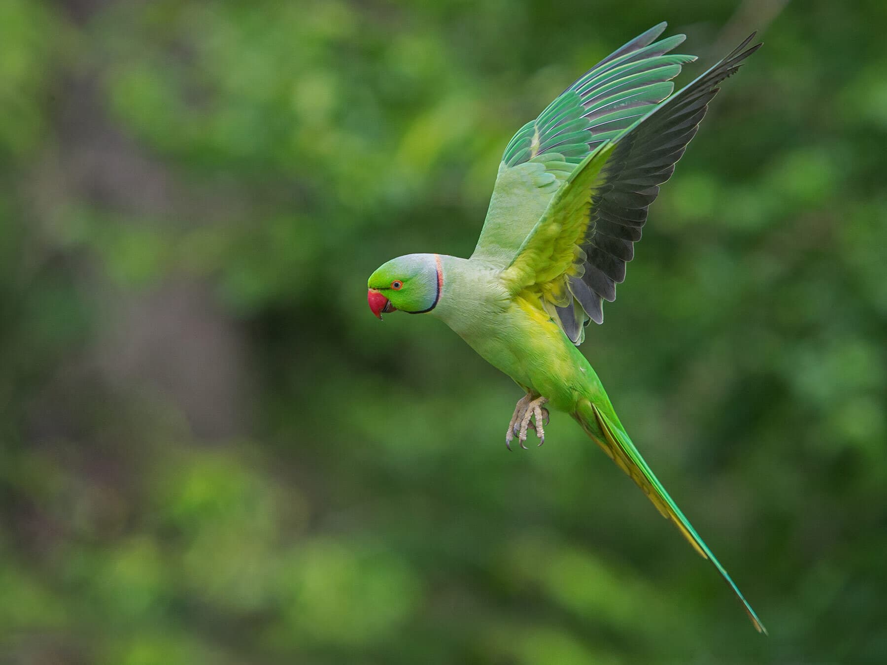 Parakeets Of London: All You Need To Know | Birdfact