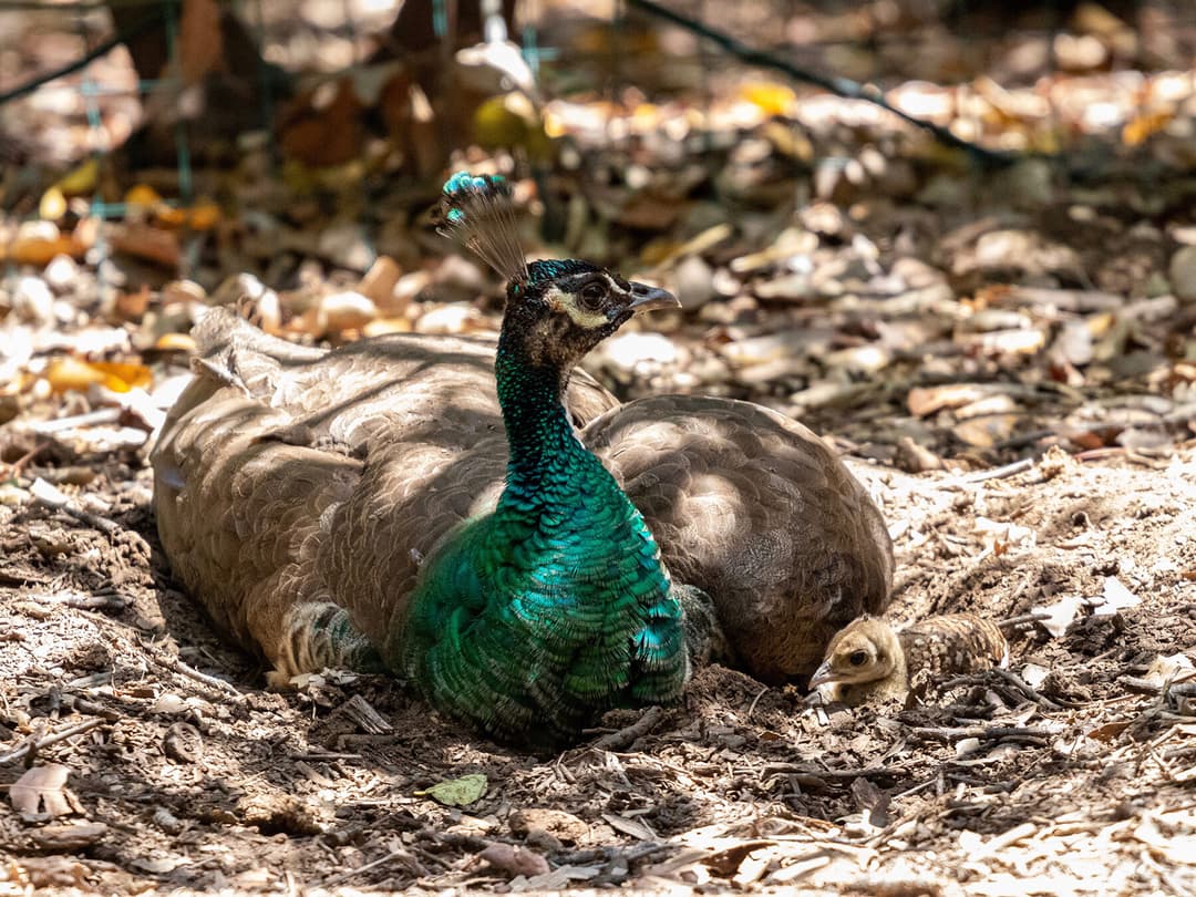 Baby Peacocks: All You Need To Know (with Pictures) | Birdfact