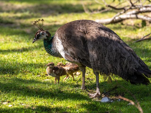 How Long Do Peacocks Live? (Peacock Lifespan) | Birdfact