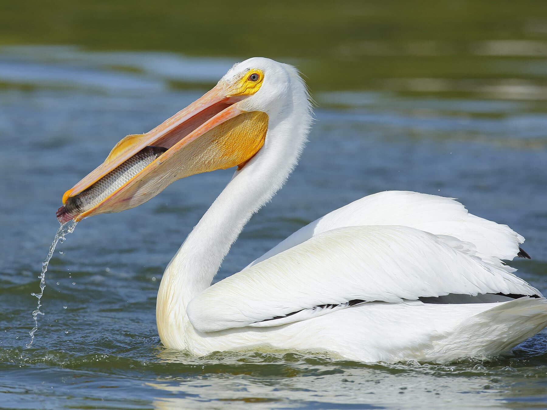 What Do Pelicans Eat? (Complete Guide) | Birdfact