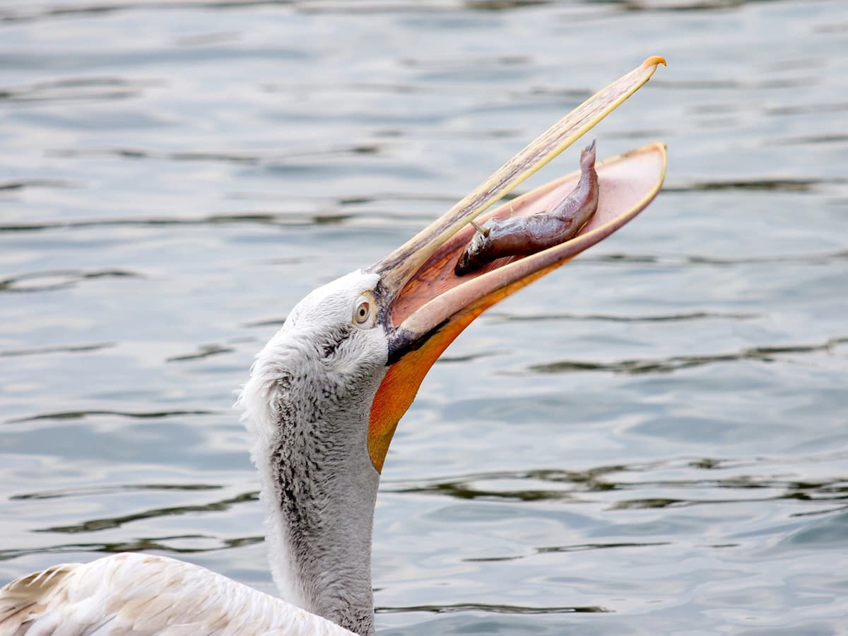 What Do Pelicans Eat? (Complete Guide) | Birdfact