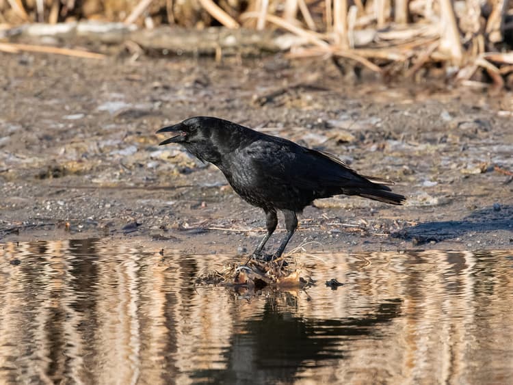 Can You Have A Crow As A Pet? (Costs, Legality + FAQs) | Birdfact