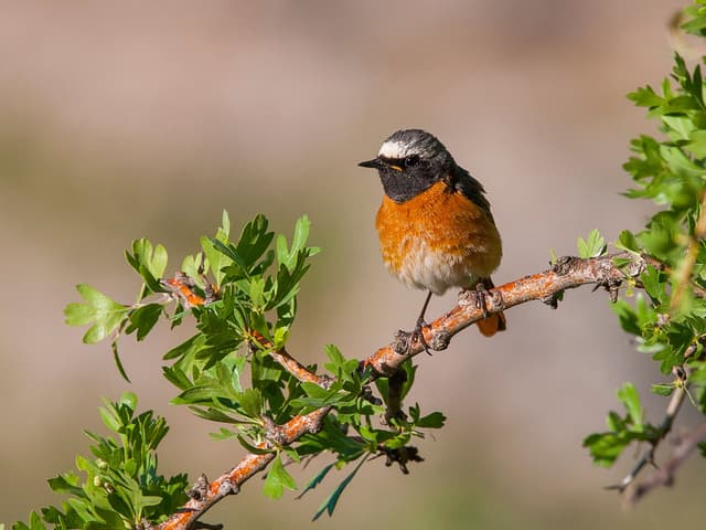 Common Redstart | Birdfact