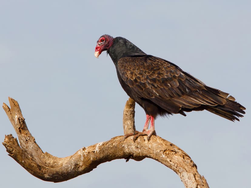 Turkey Vulture Migration: A Complete Guide | Birdfact