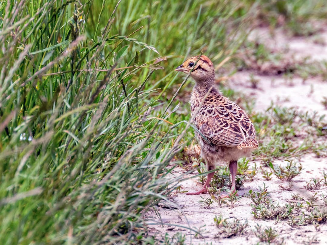 Baby Pheasants: All You Need To Know (With Pictures) | Birdfact