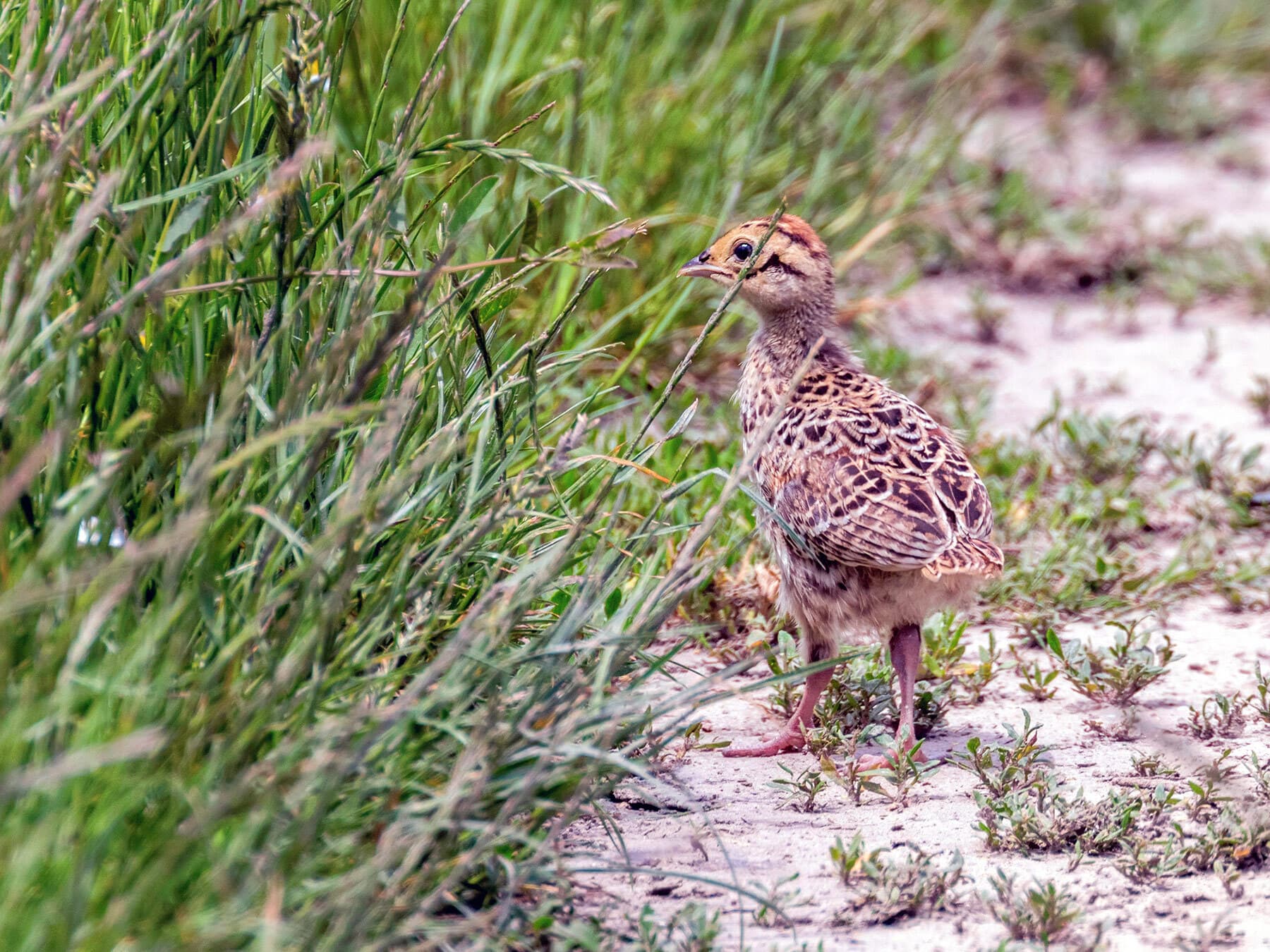 Baby Pheasants: All You Need To Know (With Pictures) | Birdfact