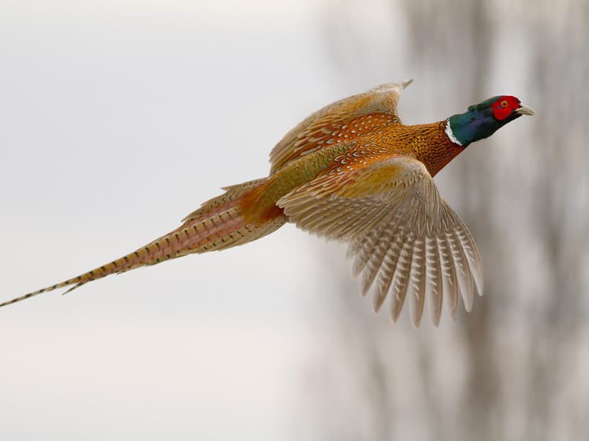 How Long Do Pheasants Live? (Complete Guide) | Birdfact