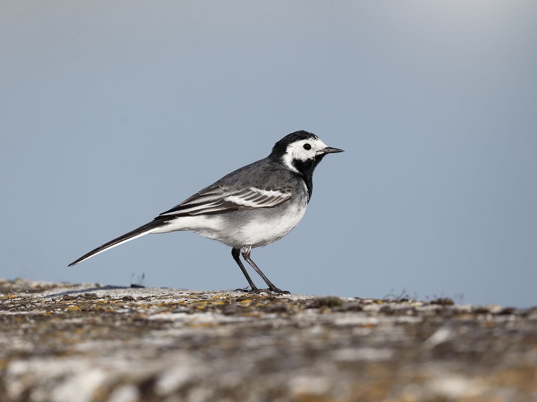Pied Wagtail Nesting (Behaviour, Eggs + Location) | Birdfact