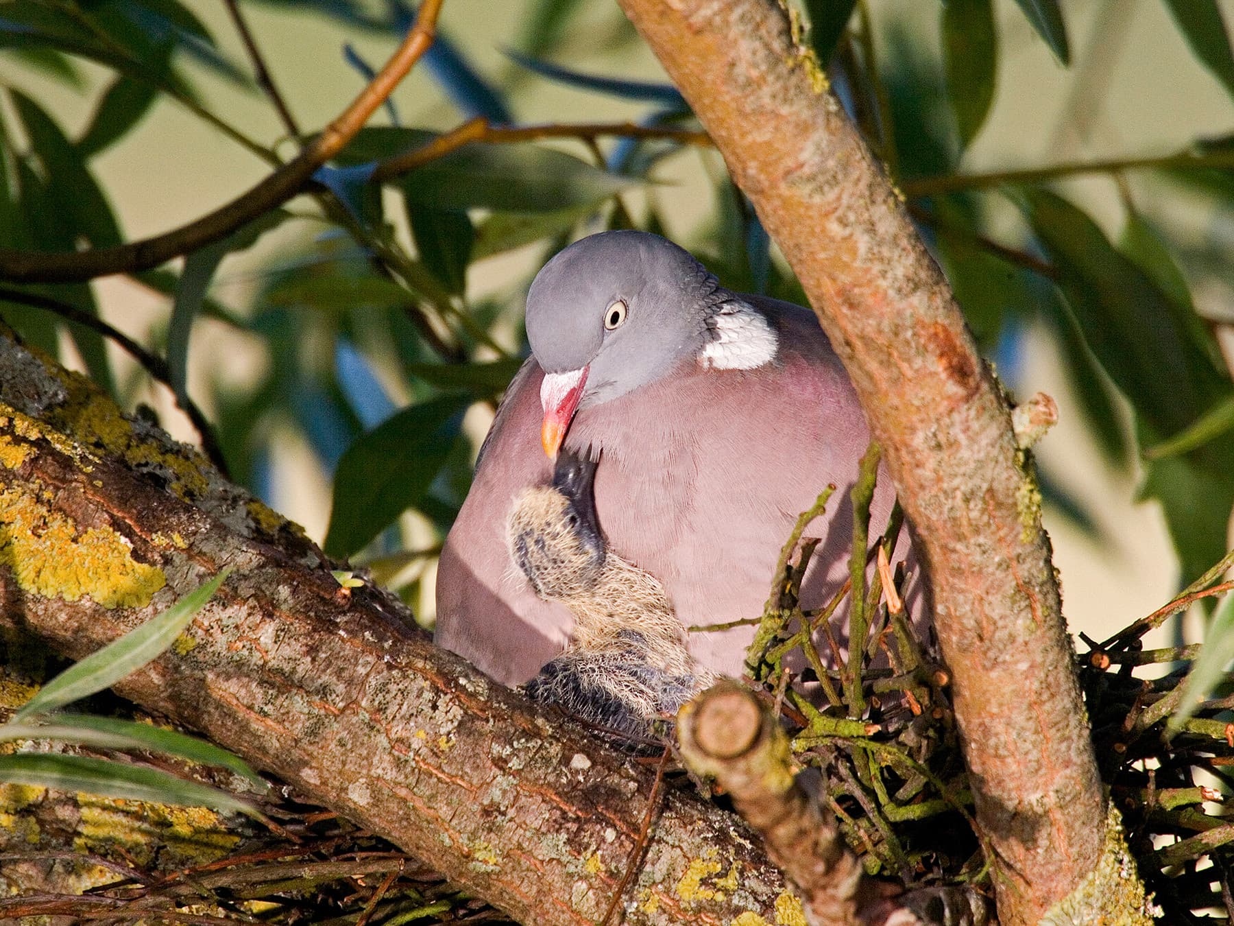 Baby Pigeons: All You Need To Know (With Pictures) | Birdfact