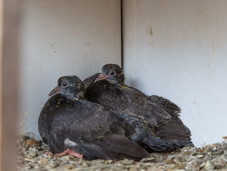Baby Pigeons: All You Need To Know (With Pictures) | Birdfact
