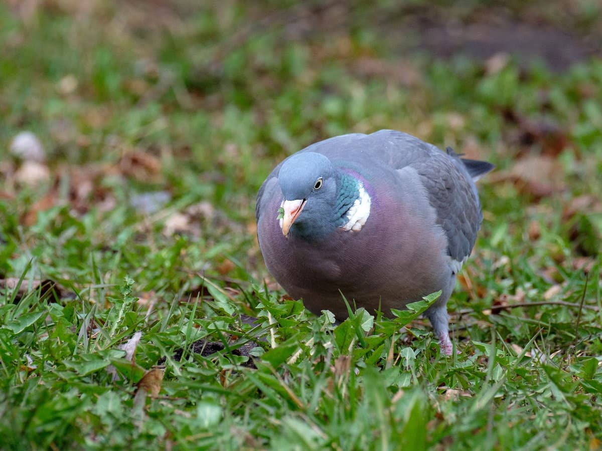 How Long Do Pigeons Live? Insights into Their Life and Longevity | Birdfact