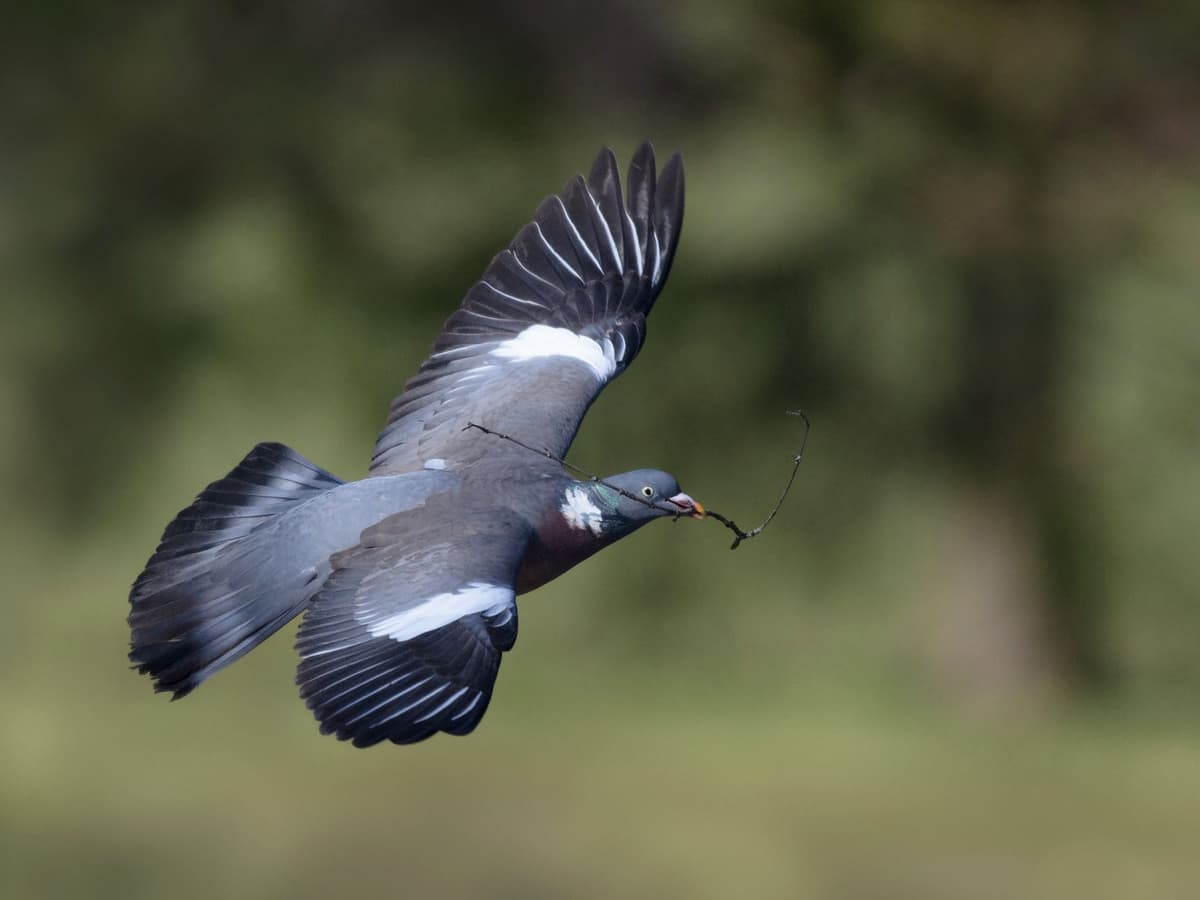Pigeon Nesting Habits and Behavior: An In-depth Look | Birdfact