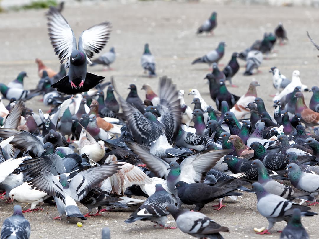 flocking behavior | Birdfact