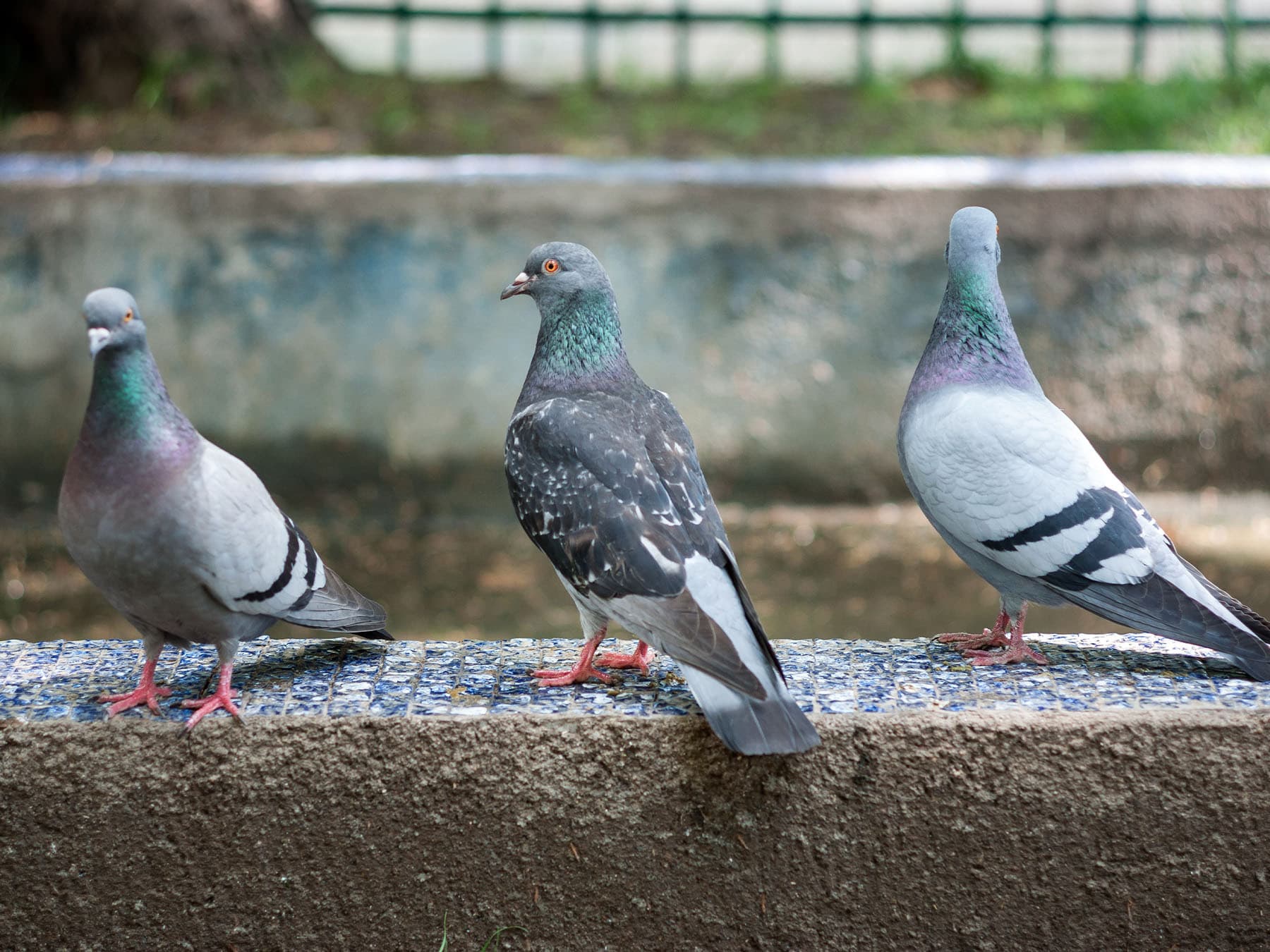 How Long Do Pigeons Live? Insights into Their Life and Longevity | Birdfact