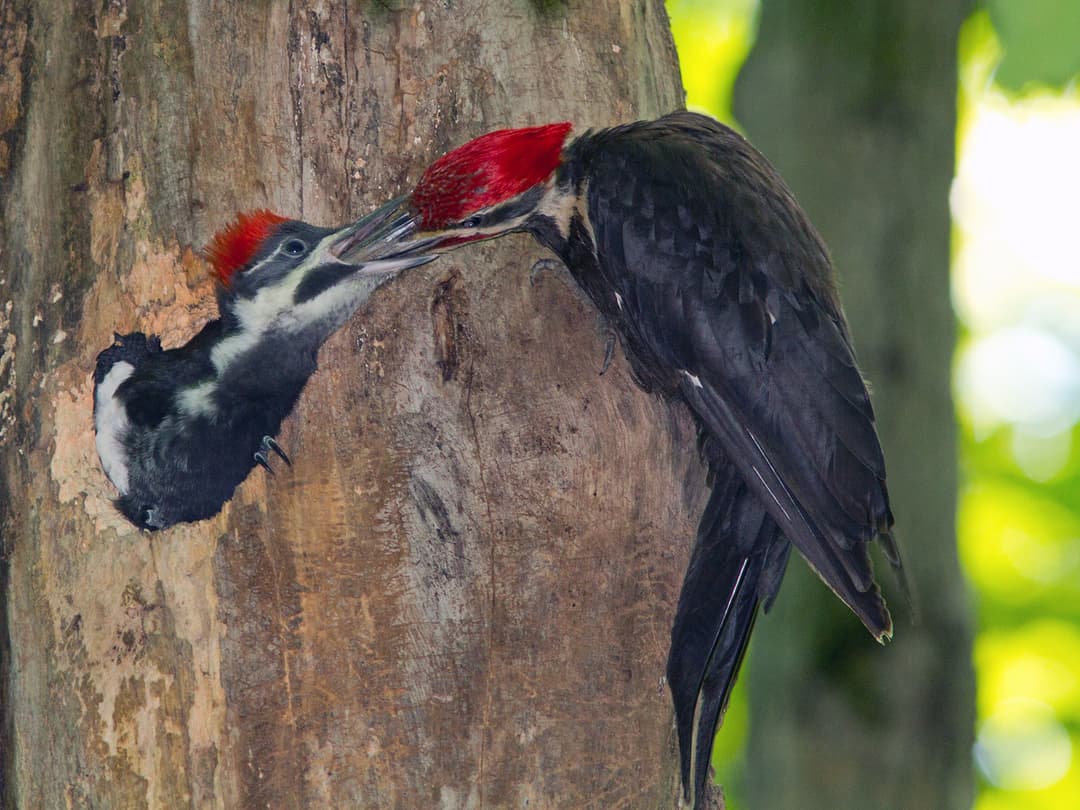 Pileated Woodpecker | Birdfact