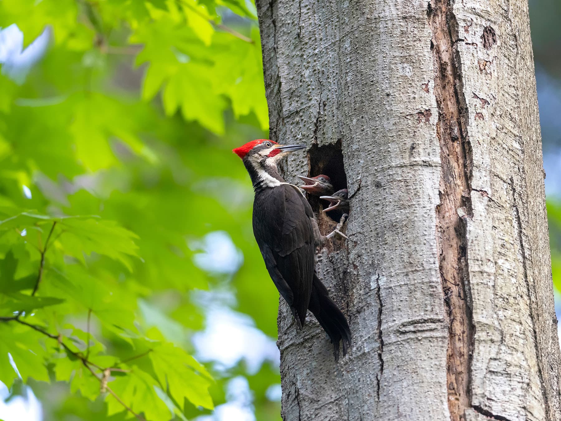 What Do Pileated Woodpeckers Eat? (Diet + Behavior) | Birdfact