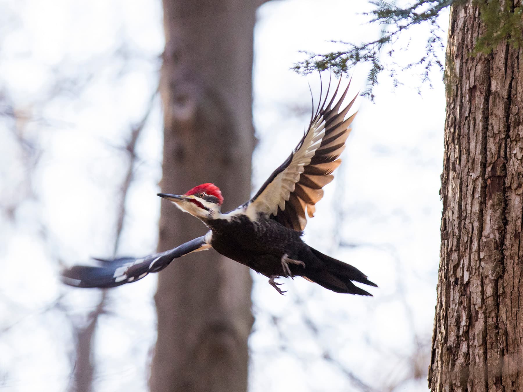 Pileated Woodpecker | Birdfact