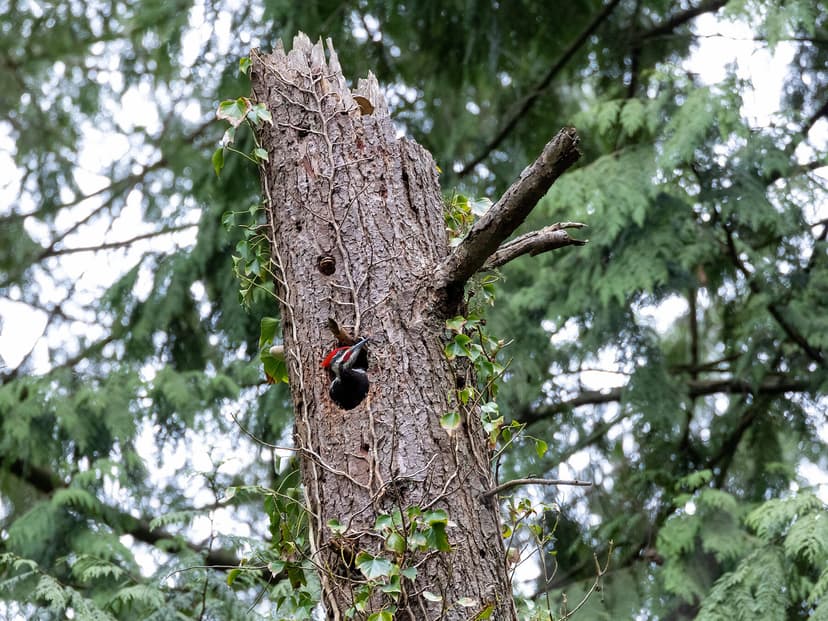 Pileated Woodpecker Nesting: A Complete Guide | Birdfact