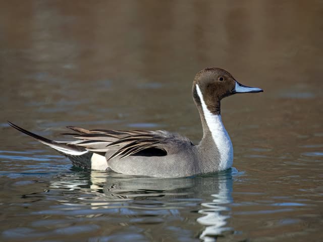 Northern Pintail | Birdfact