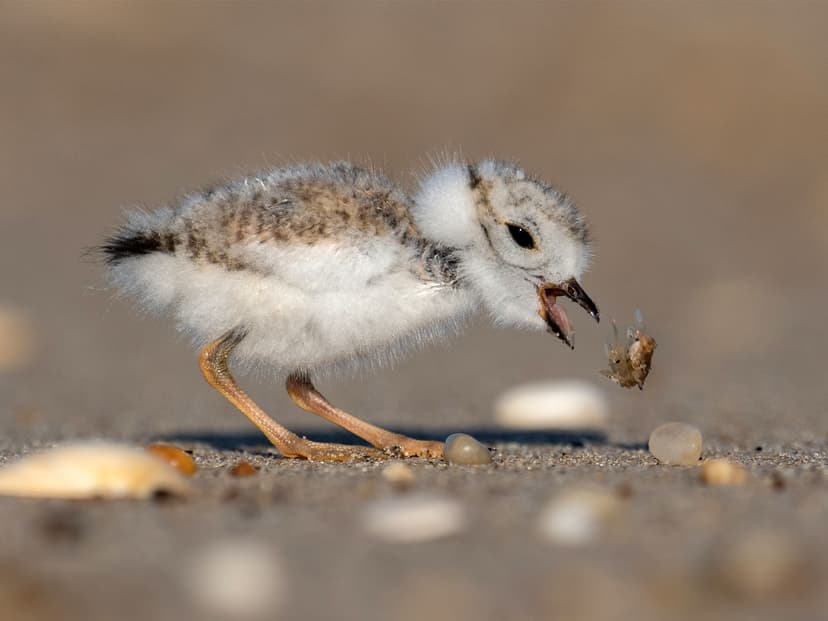 Piping Plover | Birdfact