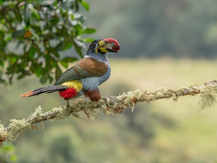 What Do Toucans Eat? (All You Need To Know) | Birdfact