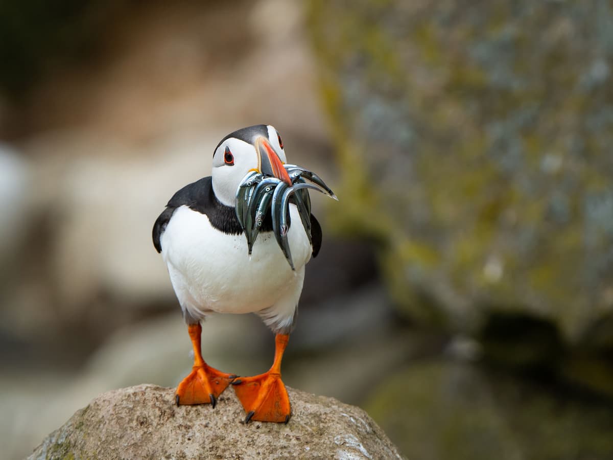 Where Do Puffins Live? (Habitat, Range + Distribution) | Birdfact