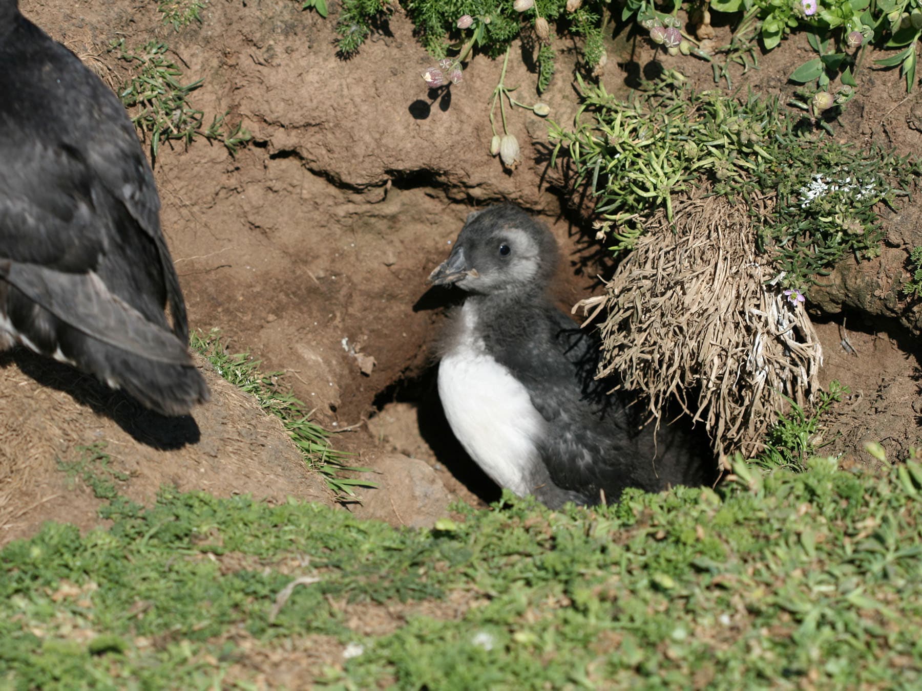 Puffin Nesting (Behavior, Eggs + Location) | Birdfact