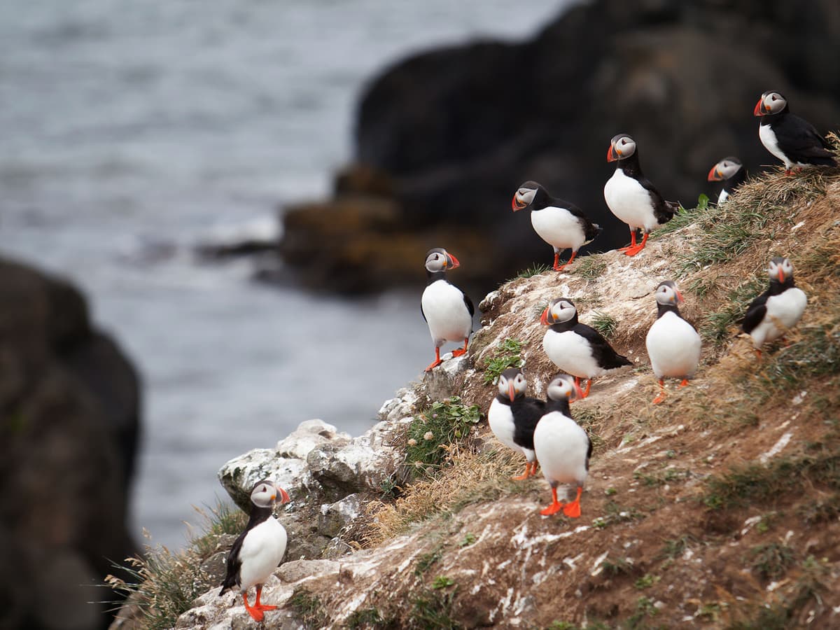 Do Puffins Mate For Life? (Behavior, Courtship + FAQs) | Birdfact