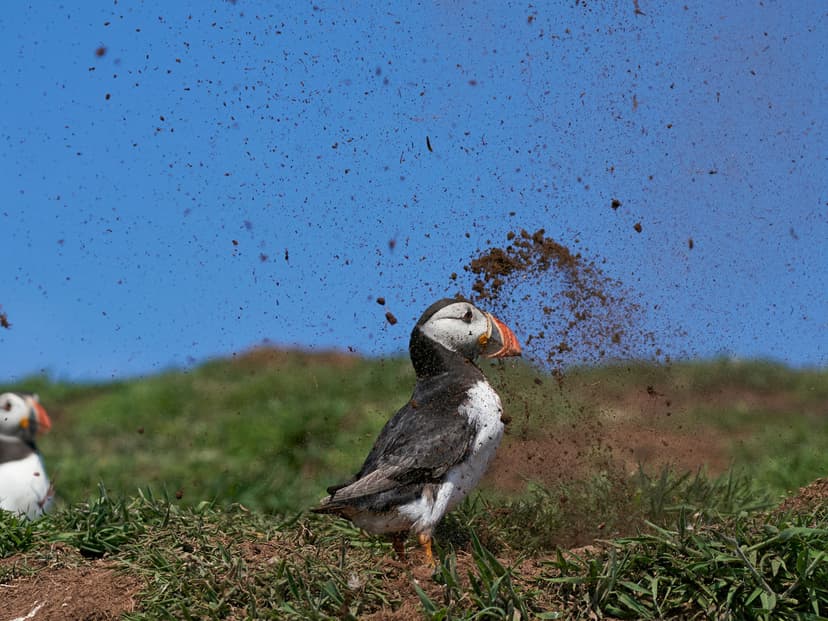 Puffin Nesting (Behavior, Eggs + Location) | Birdfact