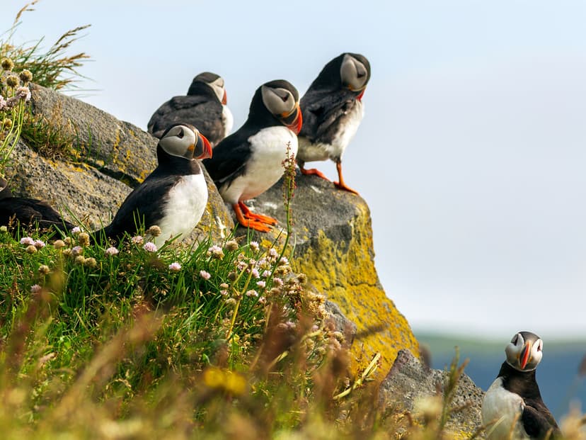 Where Do Puffins Live? (Habitat, Range + Distribution) | Birdfact