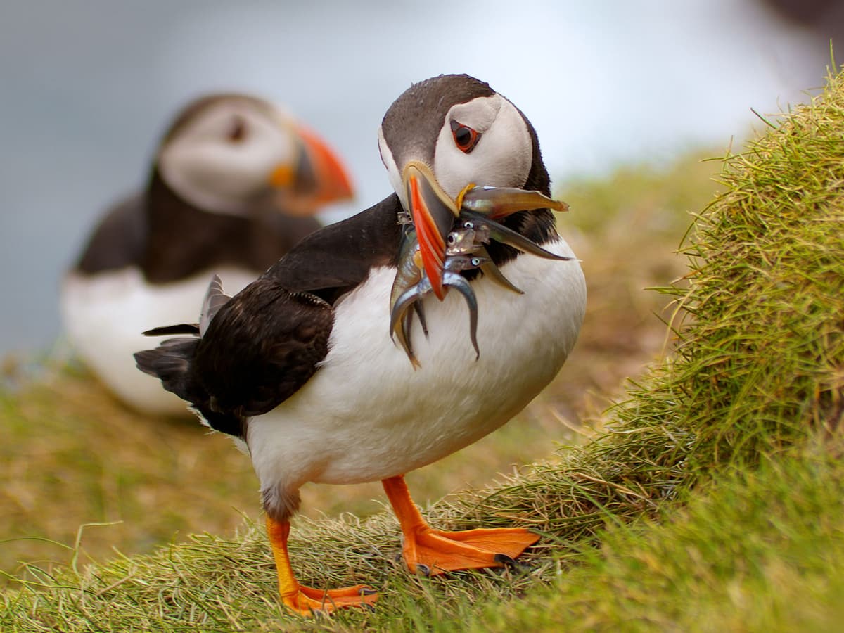 Puffin Nesting (Behavior, Eggs + Location) | Birdfact