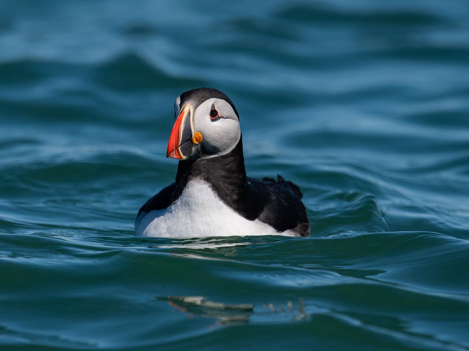 Where Do Puffins Live? (Habitat, Range + Distribution) | Birdfact