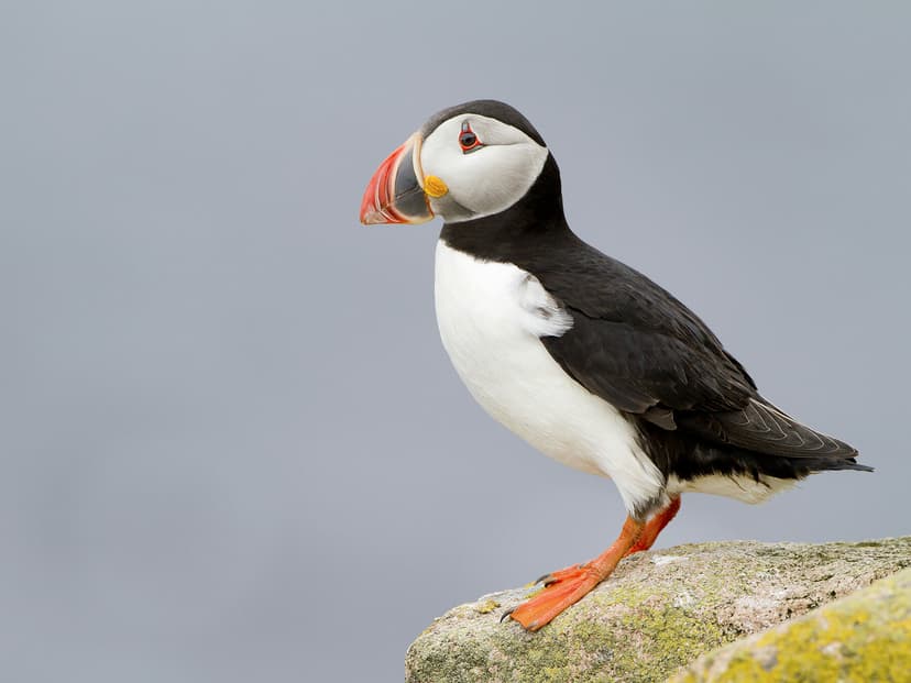 Atlantic Puffin | Birdfact