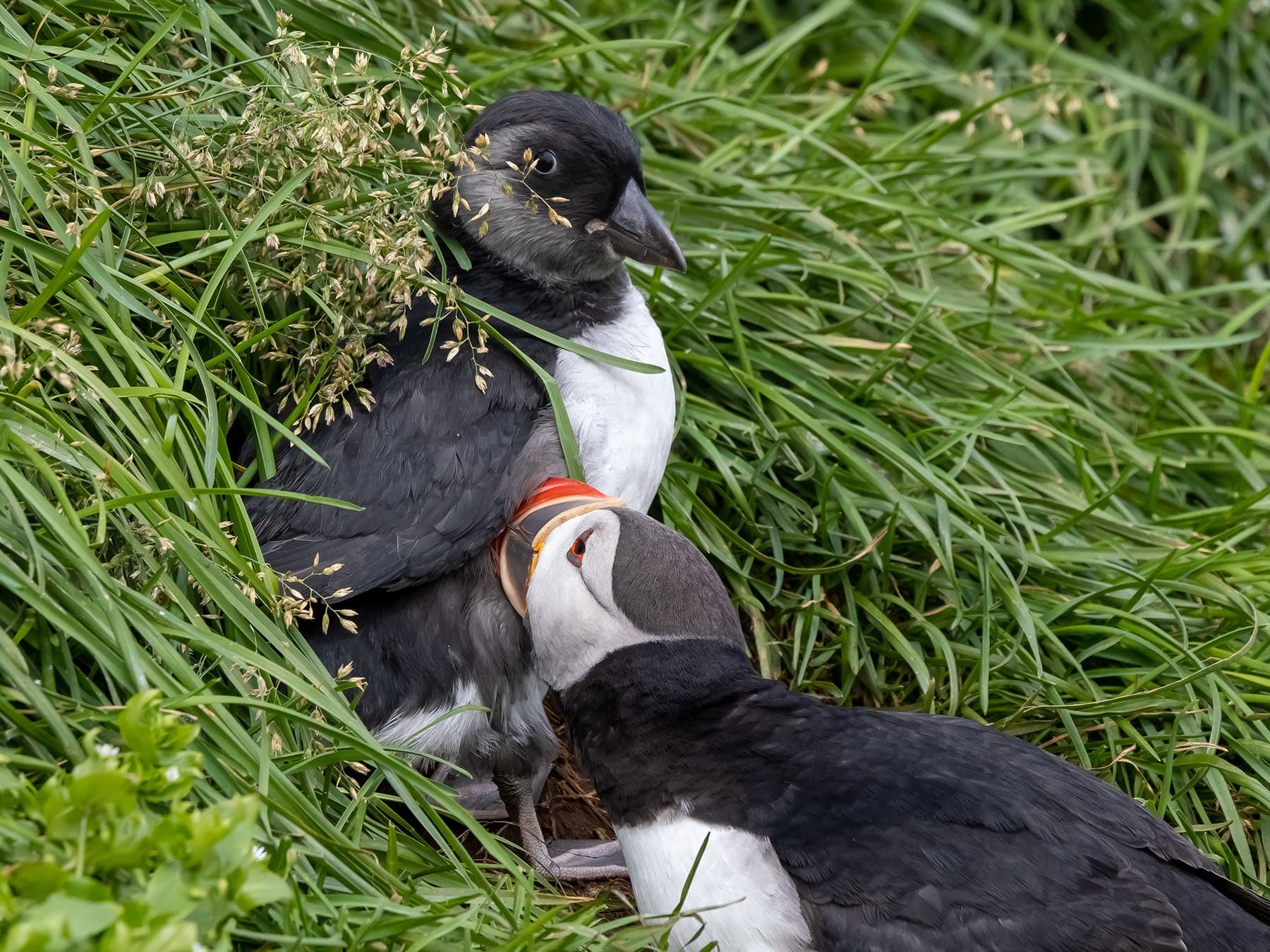 Baby Puffins (Pufflings) (Complete Guide with Pictures) | Birdfact