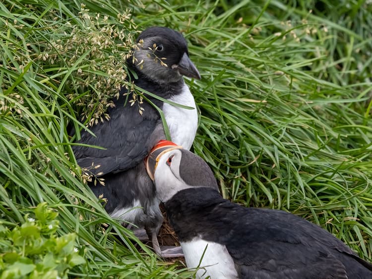 Baby Puffins (Pufflings) (Complete Guide with Pictures) | Birdfact