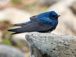 Purple Martin | Birdfact