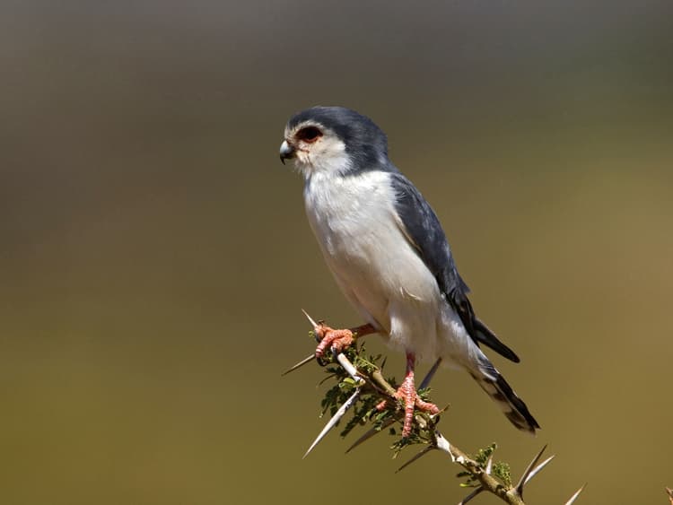 Falcons (Falconidae) | Birdfact